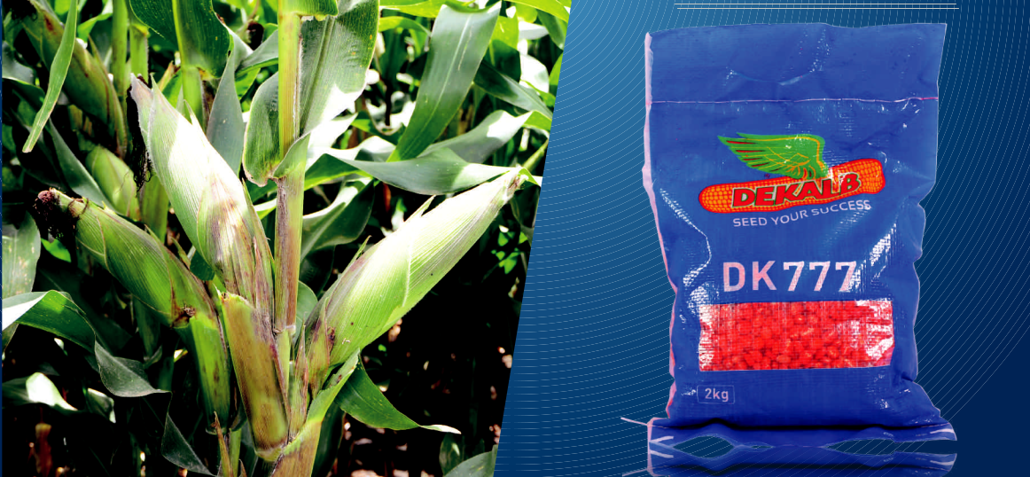 Unleash Your Harvest Potential: A Guide to High-Performance Maize Seeds ...